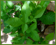 Reshmi Agricultural Nursery Vattoli, Ambalakkulangara | Kuttiadi ...