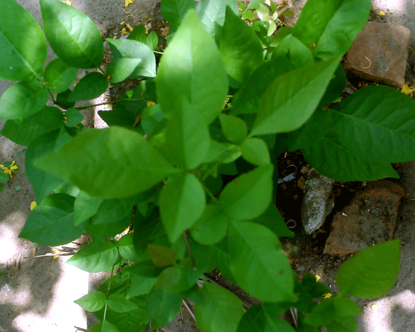 Reshmi Agricultural Nursery Vattoli, Ambalakkulangara | Kuttiadi ...