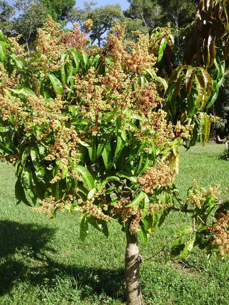 Reshmi Agricultural Nursery Vattoli, Ambalakkulangara | Kuttiadi ...