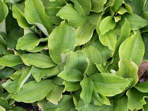 Reshmi Agricultural Nursery Vattoli, Ambalakkulangara | Kuttiadi ...
