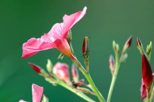 Reshmi Agricultural Nursery Vattoli, Ambalakkulangara | Kuttiadi ...