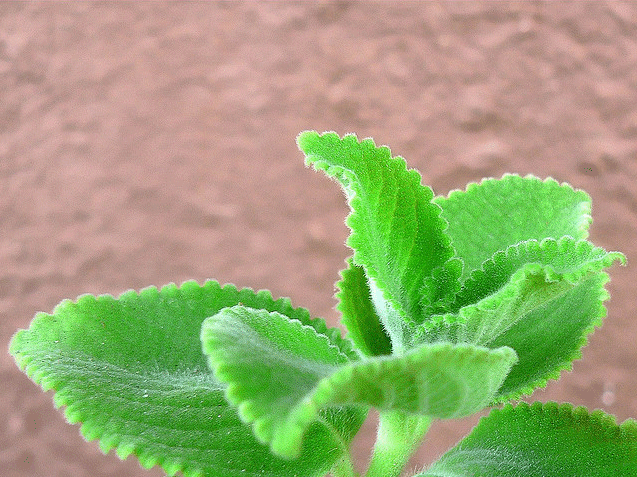 Reshmi Agricultural Nursery Vattoli, Ambalakkulangara | Kuttiadi ...